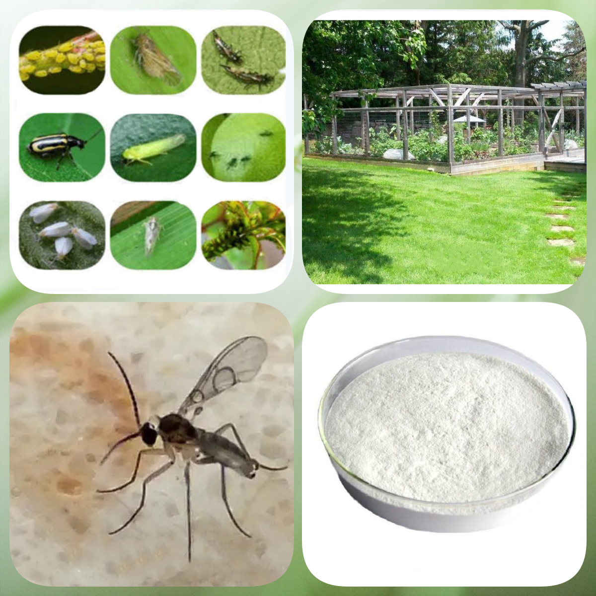 News - What pests does pyripropyl ether mainly control？