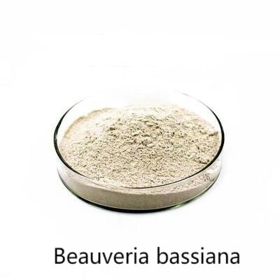 China A recyclable and highly efficient insecticide Beauveria bassiana ...